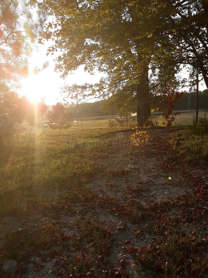Nature Beauty Sun Trees Fall Stock Photo - Image of trees, fall: 164696034