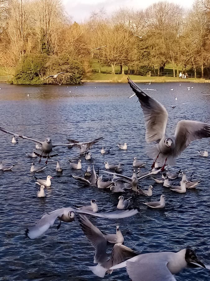 Nature, Beauty, Wild Life, Amazing Stock Image - Image of life, nature ...