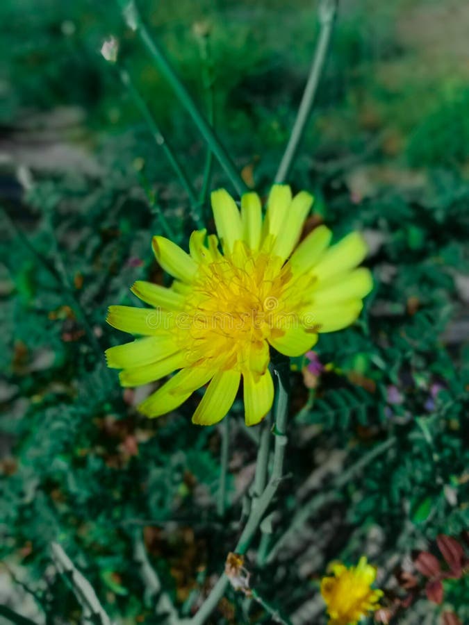 Nature Beauty Yellow Flower Beautifull Stock Image - Image of nature ...