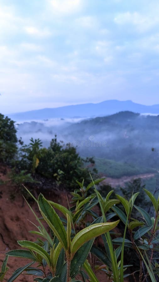 Nature beautyful stock photo. Image of folage, beautyful - 295819244