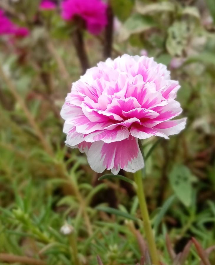 Nature stock photo. Image of beautyfull, environment - 124691306