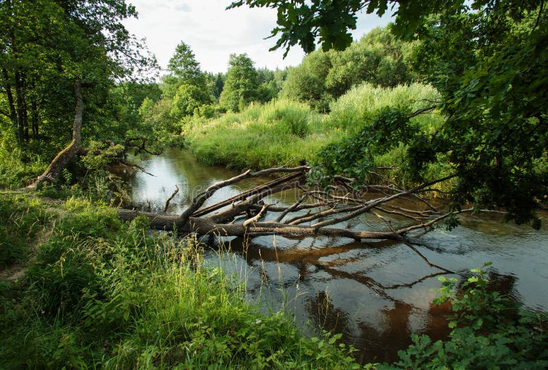 Nature of Belarus, Summer Landscape with a Small River Stock Image ...
