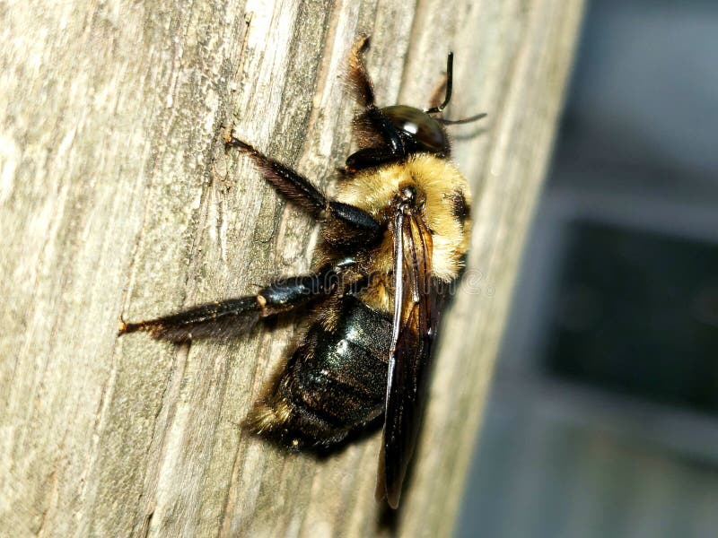 Nature at best, Humble Bee stock image. Image of humble - 189808659