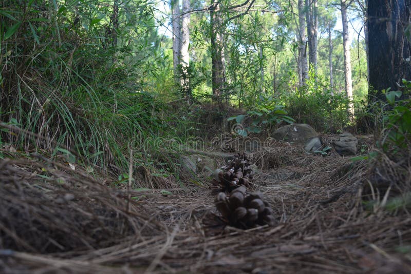Nature Best Objects in Forest Beautiful Stock Photo - Image of nature ...