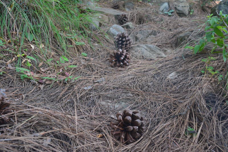 Nature Best Objects in Forest Beautiful Stock Photo - Image of forest ...