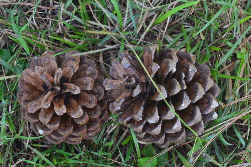 Nature Best Objects in Forest Beautiful Stock Image - Image of forest ...