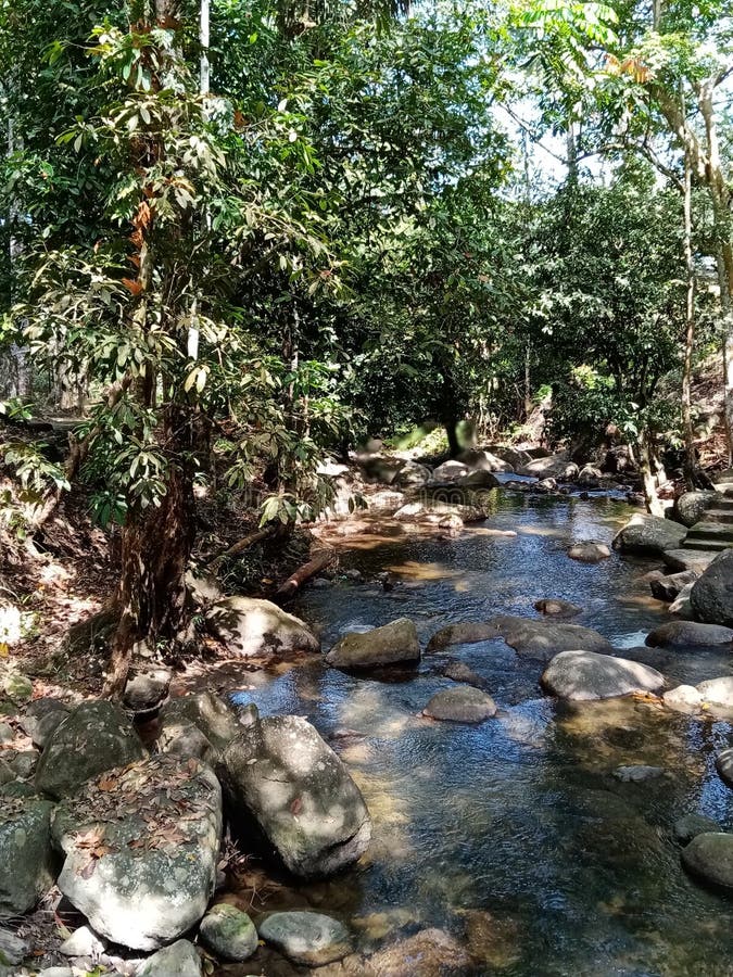 Nature Best View stock image. Image of jungle, forest - 241266975