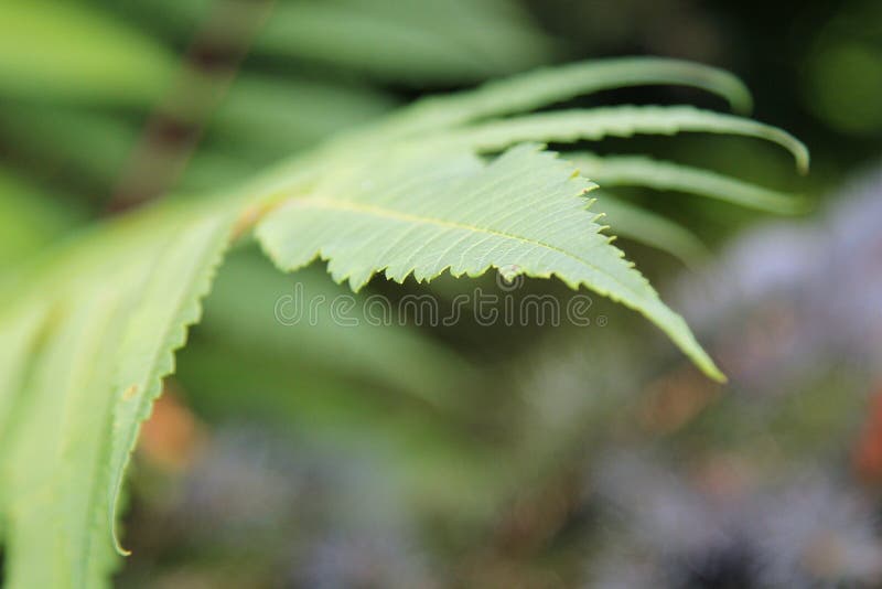 Green leaf close-up stock image. Image of element, fresh - 126150285