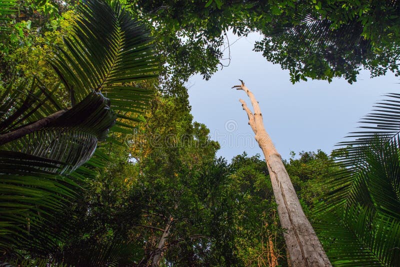 Nature Big Forest Trees stock photo. Image of design - 43585188