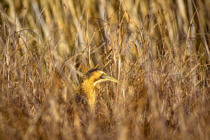 Nature and Bird. Bird: Eurasian Bittern. Botaurus Stellaris. Yellow ...