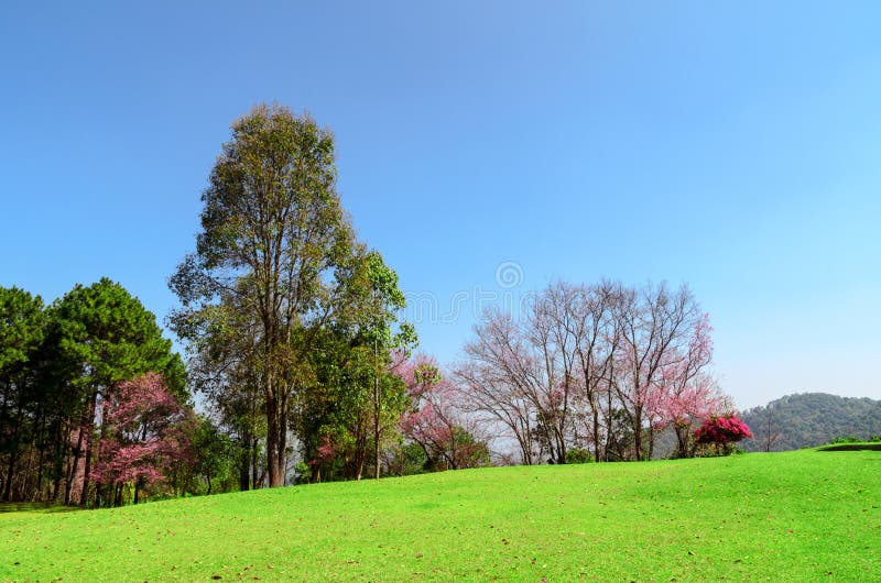 Nature and Blue Sky in Outdoor Park Stock Image - Image of flowering ...