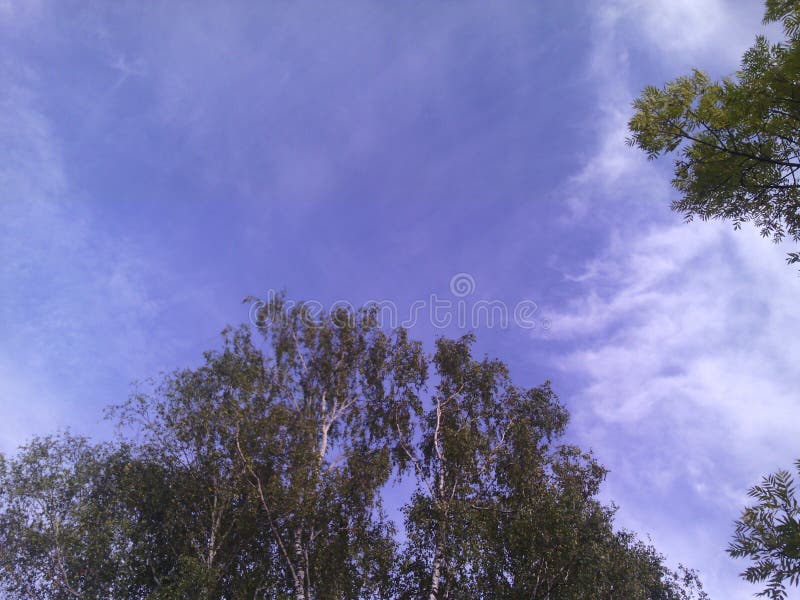 Nature: Blue Sky with White Clouds and Trees. Trees: Birches Trees and ...