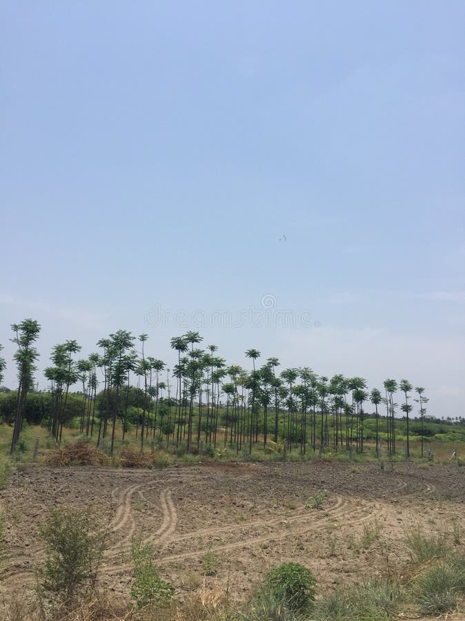 Nature stock image. Image of green, tree, nature, blue - 117306657