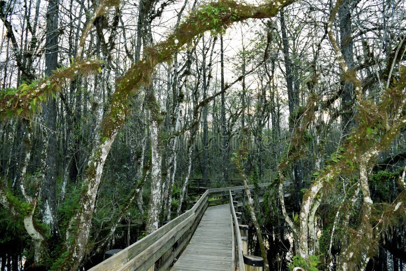 Nature Boardwalk stock image. Image of nature, beautiful - 76824519