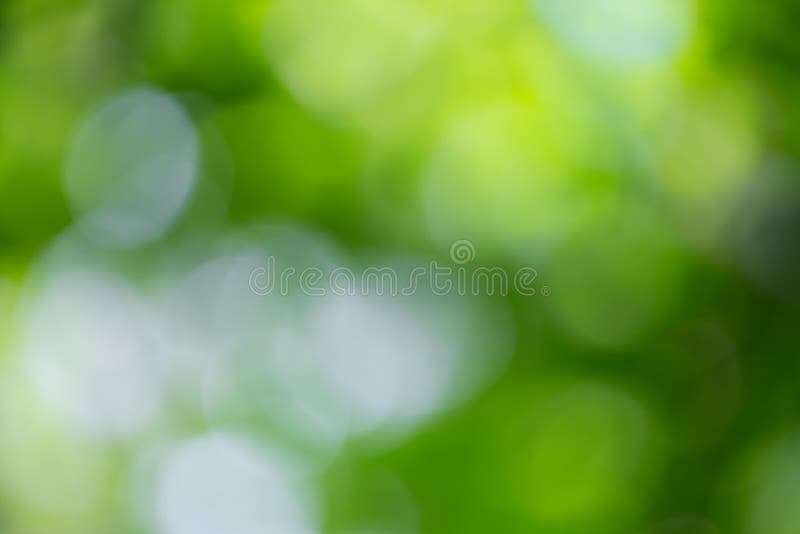 Nature bokeh background stock image. Image of forest - 51581673