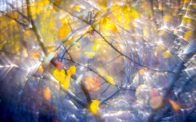 Nature Bokeh of Fall Colorful Leaves Stock Photo - Image of closeup ...