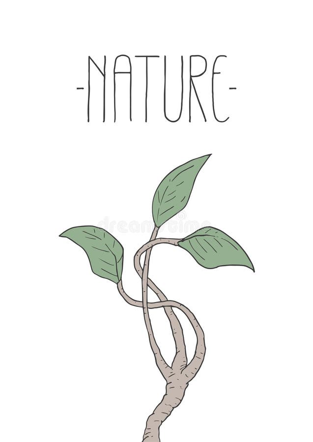 Nature branch design stock vector. Illustration of drawn - 290279994