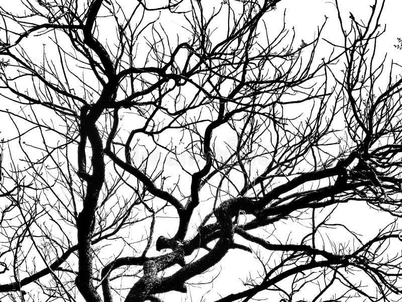Nature, branches stock photo. Image of single, design - 51193182