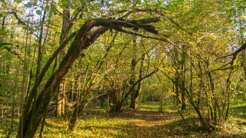 Branches Trees Form Arch Stock Photos - Free & Royalty-Free Stock ...