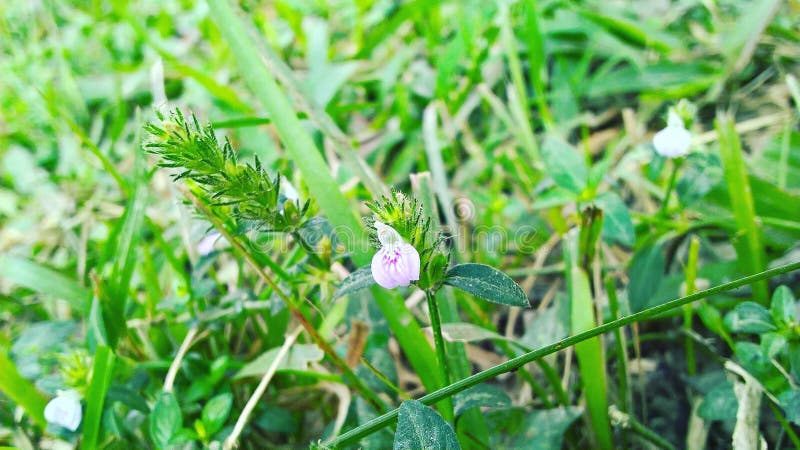 Nature stock image. Image of lived, broadest, records - 84572647