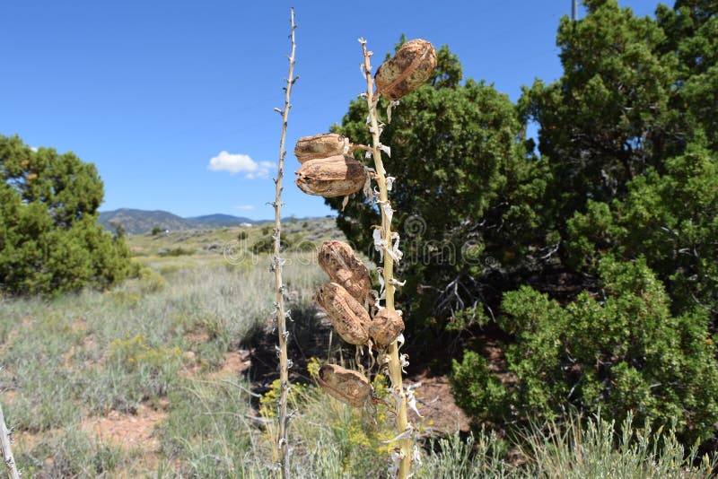 Nature stock image. Image of nature, dead, bush, green - 76241481