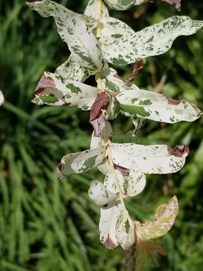 Nature stock image. Image of nature, bush, lovely, magical - 152023707