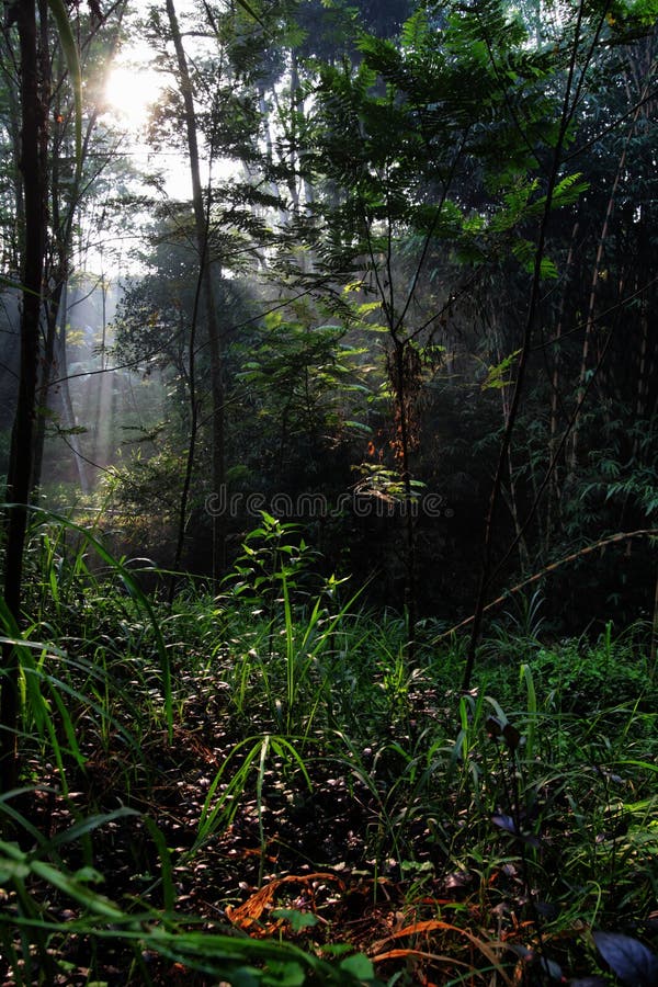 Nature Bushes with Sun Light Stock Image - Image of bushes, nature ...