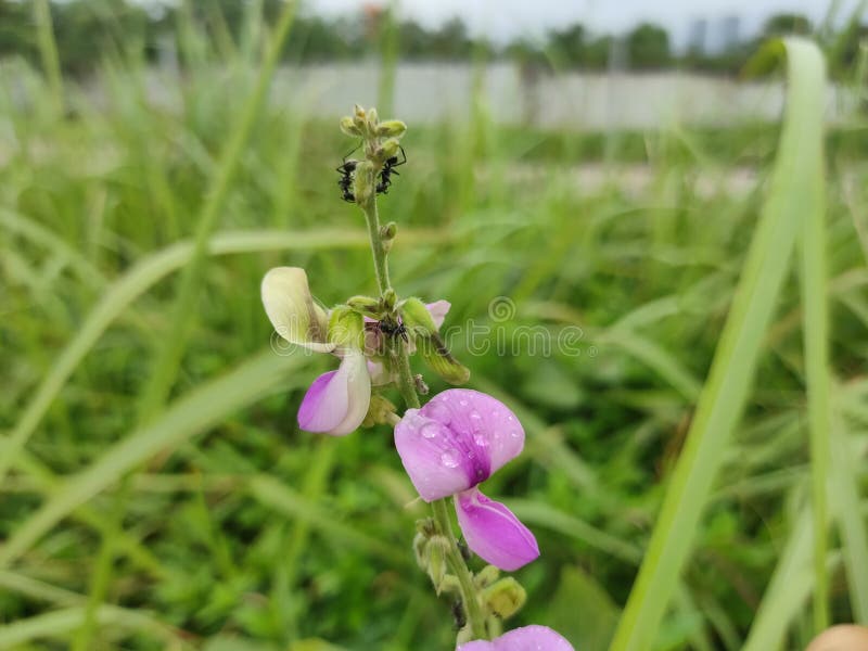 Nature bute stock photo. Image of blossom, field, flower - 355955226
