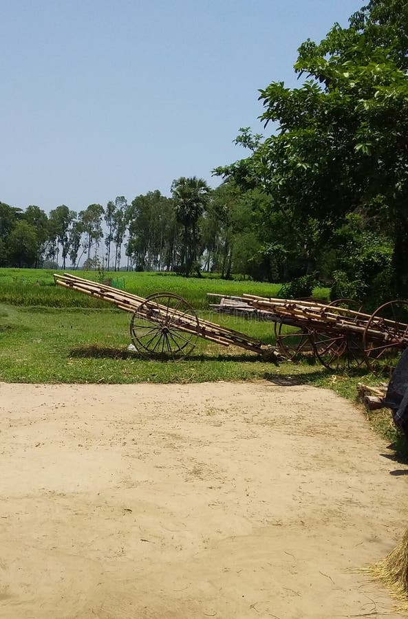 BUTi tree stock image. Image of minimum, viewers, water - 168492865