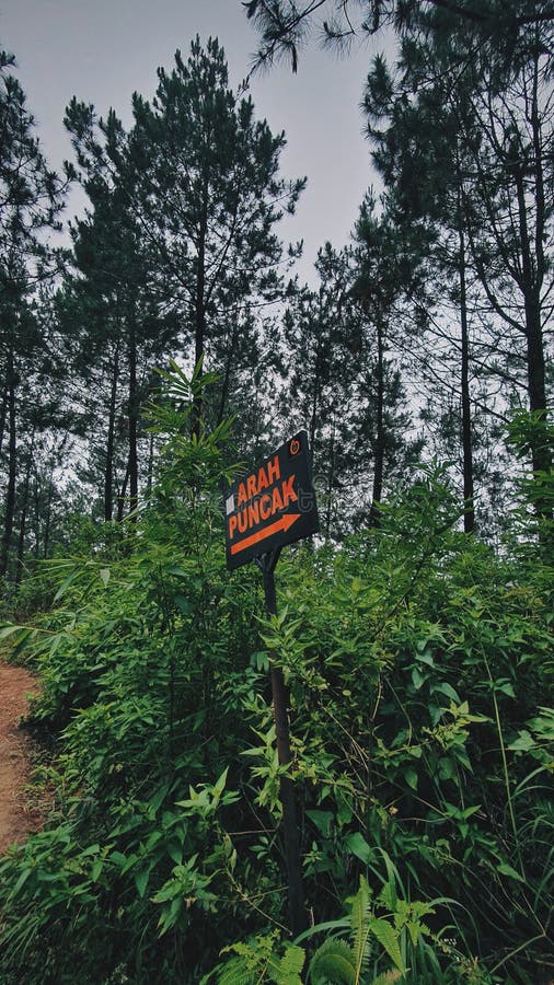 Nature is Calling stock image. Image of jungle, calling - 202695701