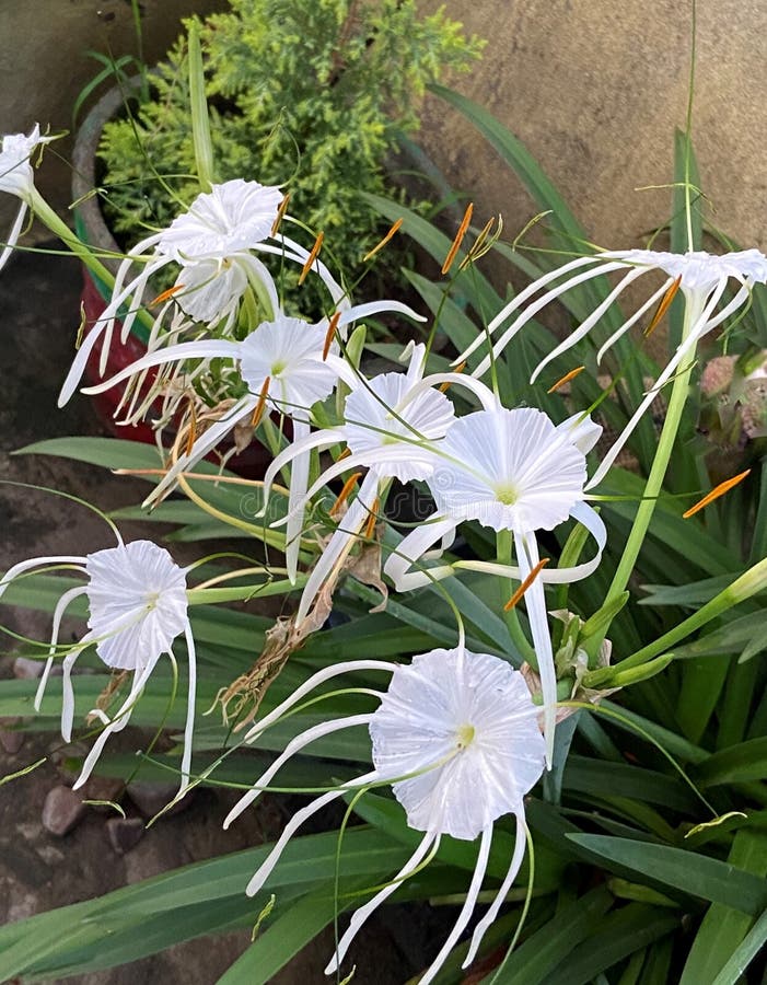 Nature Calling Beautifull Lilly Stock Photo - Image of herb, meadow ...