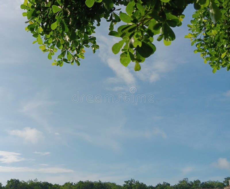 Nature Canopy Over a Clear Blue Sky Stock Photo - Image of clear ...