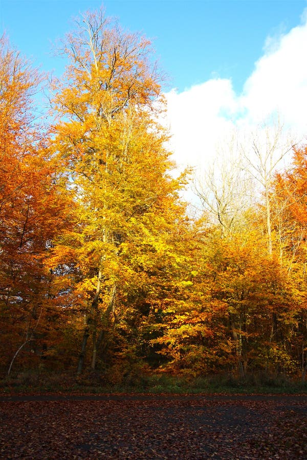 Nature changes color stock image. Image of nature, color - 80623493