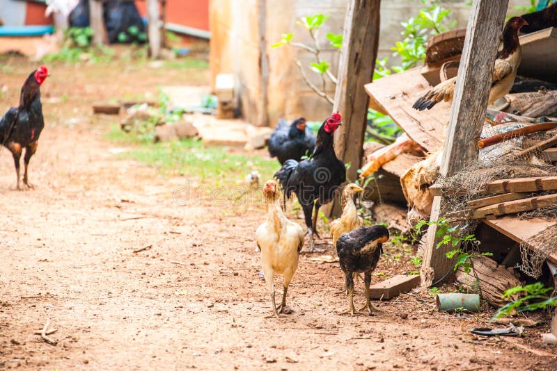 Nature chicken in Asia stock photo. Image of head, house - 79407788