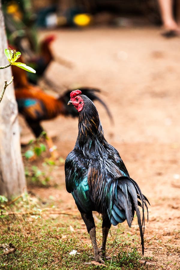 Nature chicken in Asia stock photo. Image of head, country - 79407994