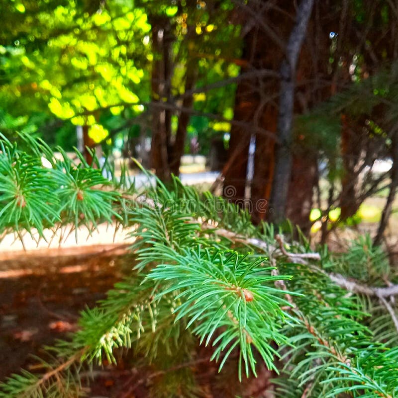 Nature. Christmas Tree Needles Stock Image - Image of jungle, branch ...