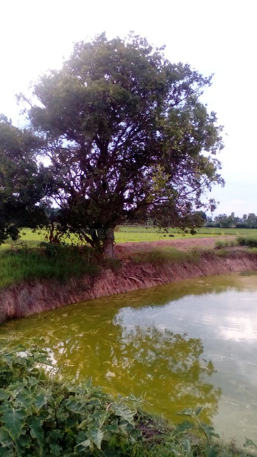 Nature is clean stock photo. Image of nature, tree, outdoors - 117802302