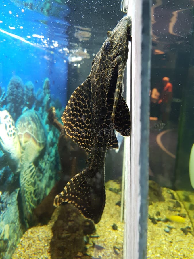 Nature Cleaning Worker Working Hard Stock Photo - Image of worker ...