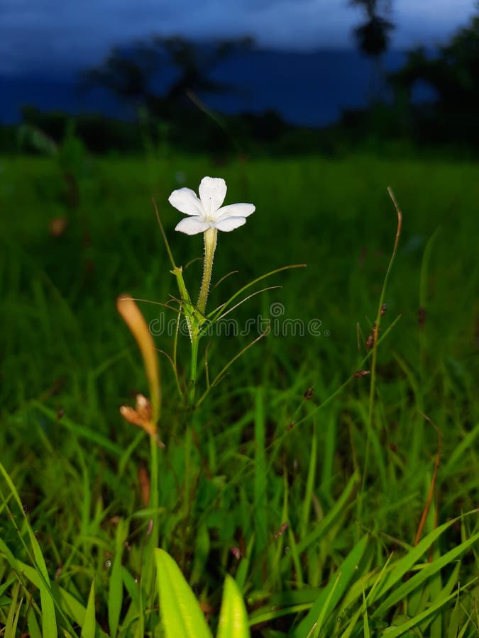 Nature click wildflowers stock photo. Image of herb - 199422536