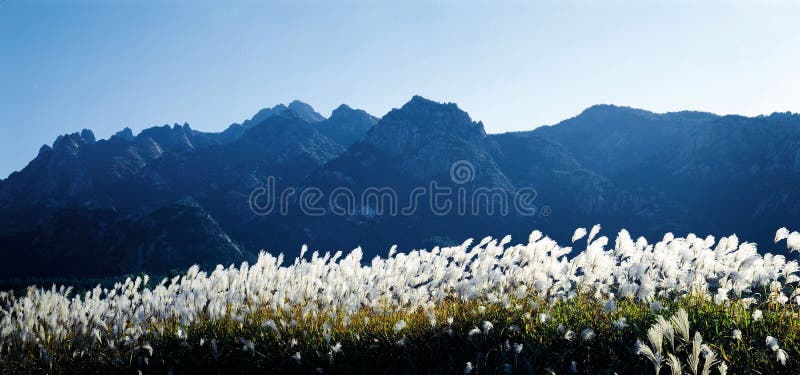 Nature stock photo. Image of scenics, cliff, desert, reed - 81561936