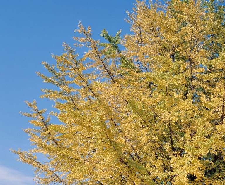 Nature stock photo. Image of cliff, party, tailgate, desert - 81588002