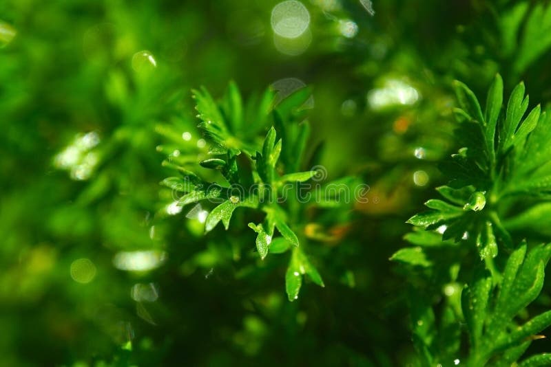 Nature at close range stock photo. Image of hawaii, bright - 142211892