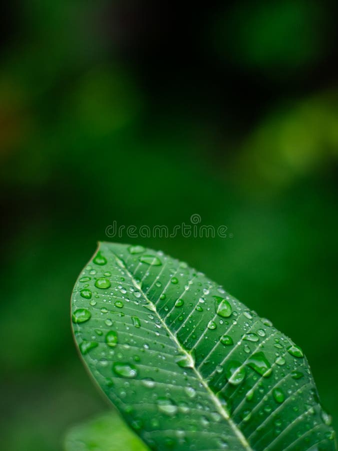 Fresh Nature Close Up Green Leaf with Water Dew Drop after Rain Stock ...