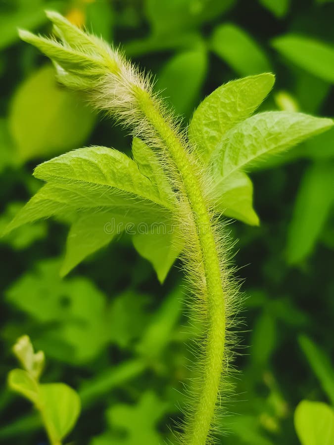 Nature closup 4k photo stock photo. Image of water, park - 192937848