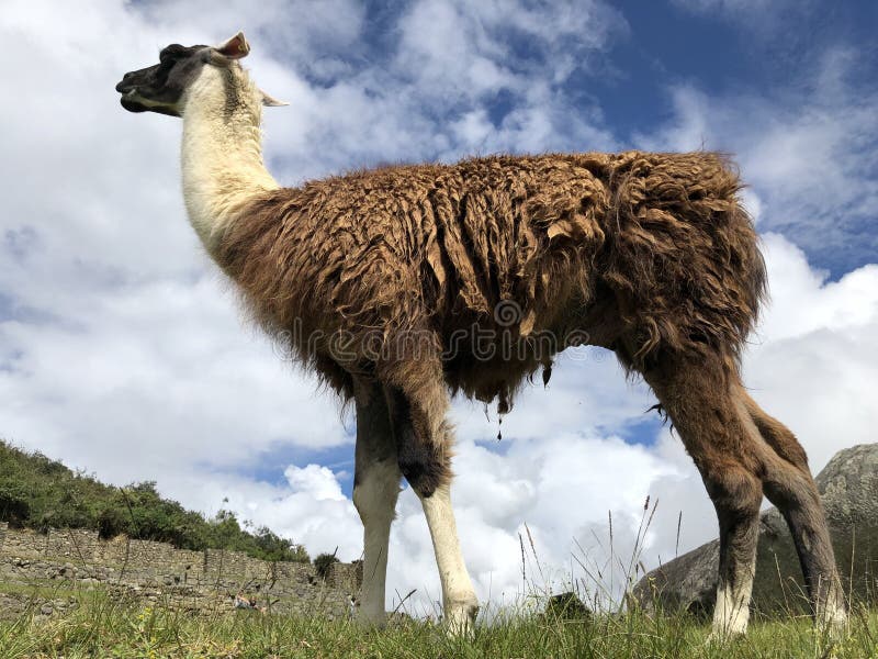 Picho Pacho Stock Photos - Free & Royalty-Free Stock Photos from Dreamstime