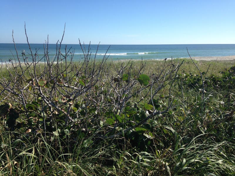 Nature at the Coast stock photo. Image of view, florida - 105976120