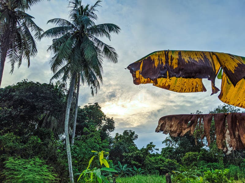 Nature Coconut Tree Banana Sunset Stock Image - Image of sunset, banana ...