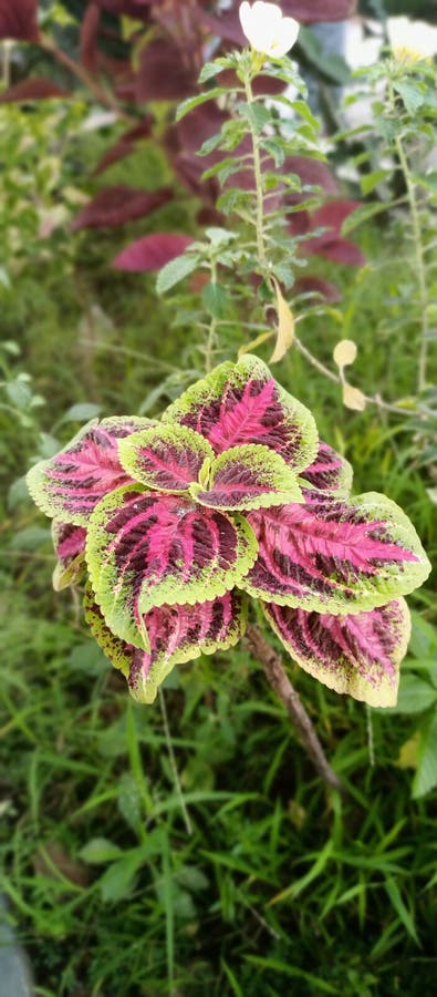 Nature Coleus Flower To Home Plant Stock Photo - Image of home, flower ...