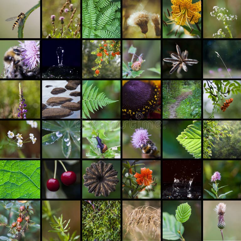 2,132 Nature Elements Collage Stock Photos - Free & Royalty-Free Stock ...