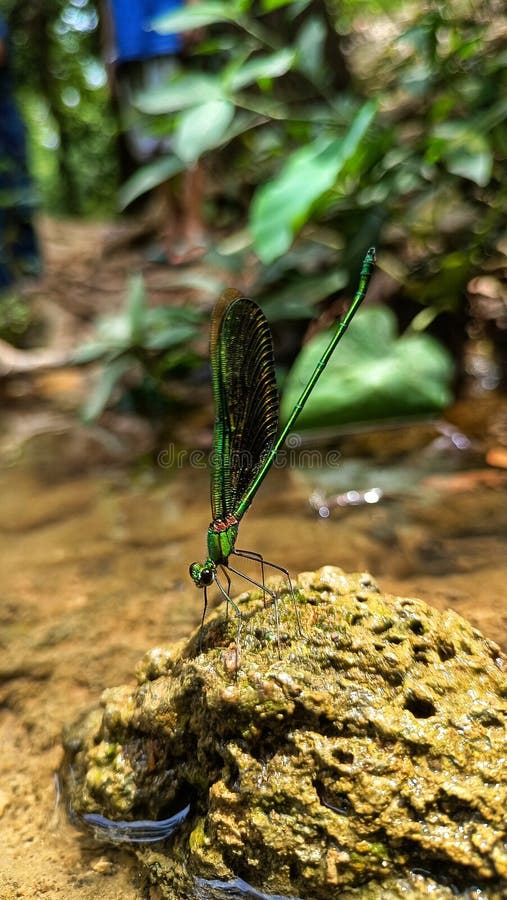 Nature Colour Bug Focused Utrakhand Stock Image - Image of nature ...